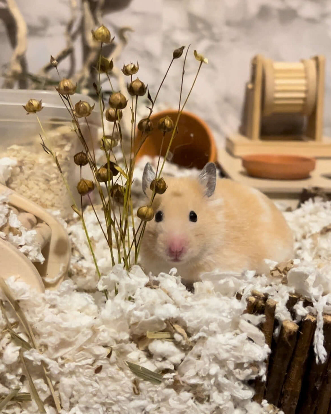 Flaxseed Spray Canadian For Hamsters Gerbils Mice and birds