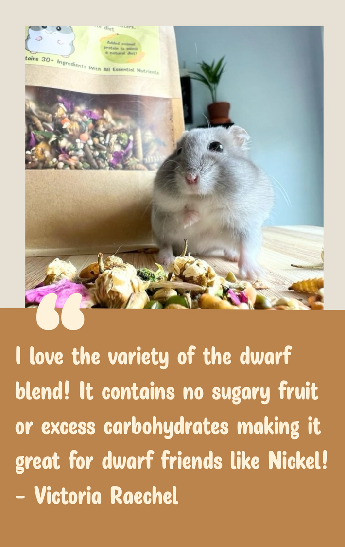 Crazy Critter Toys - Natural and Enriching Products For Small Pets